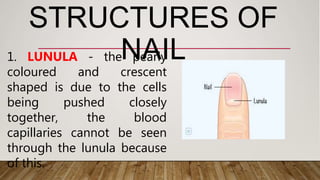Lesson-5-NailCare.ppt
