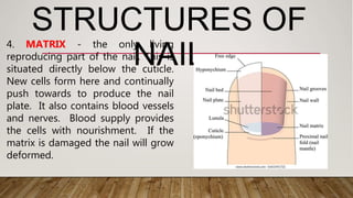 Lesson-5-NailCare.ppt