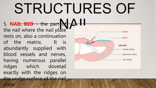 Lesson-5-NailCare.ppt