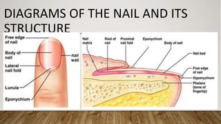 Lesson-5-NailCare.ppt