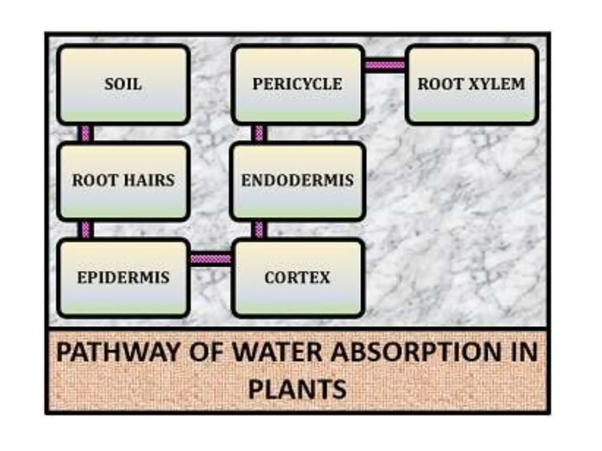 Lesson-6-1 (2). Water absorption by plant | PPT