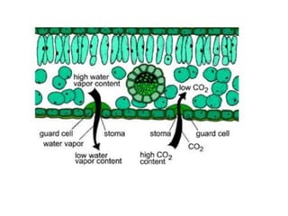 Lesson-6-1 (2). Water absorption by plant | PPT