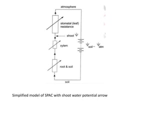 Lesson-6-1 (2). Water absorption by plant | PPTX