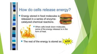 life Science Lesson-6.pptx
