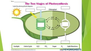 life Science Lesson-6.pptx