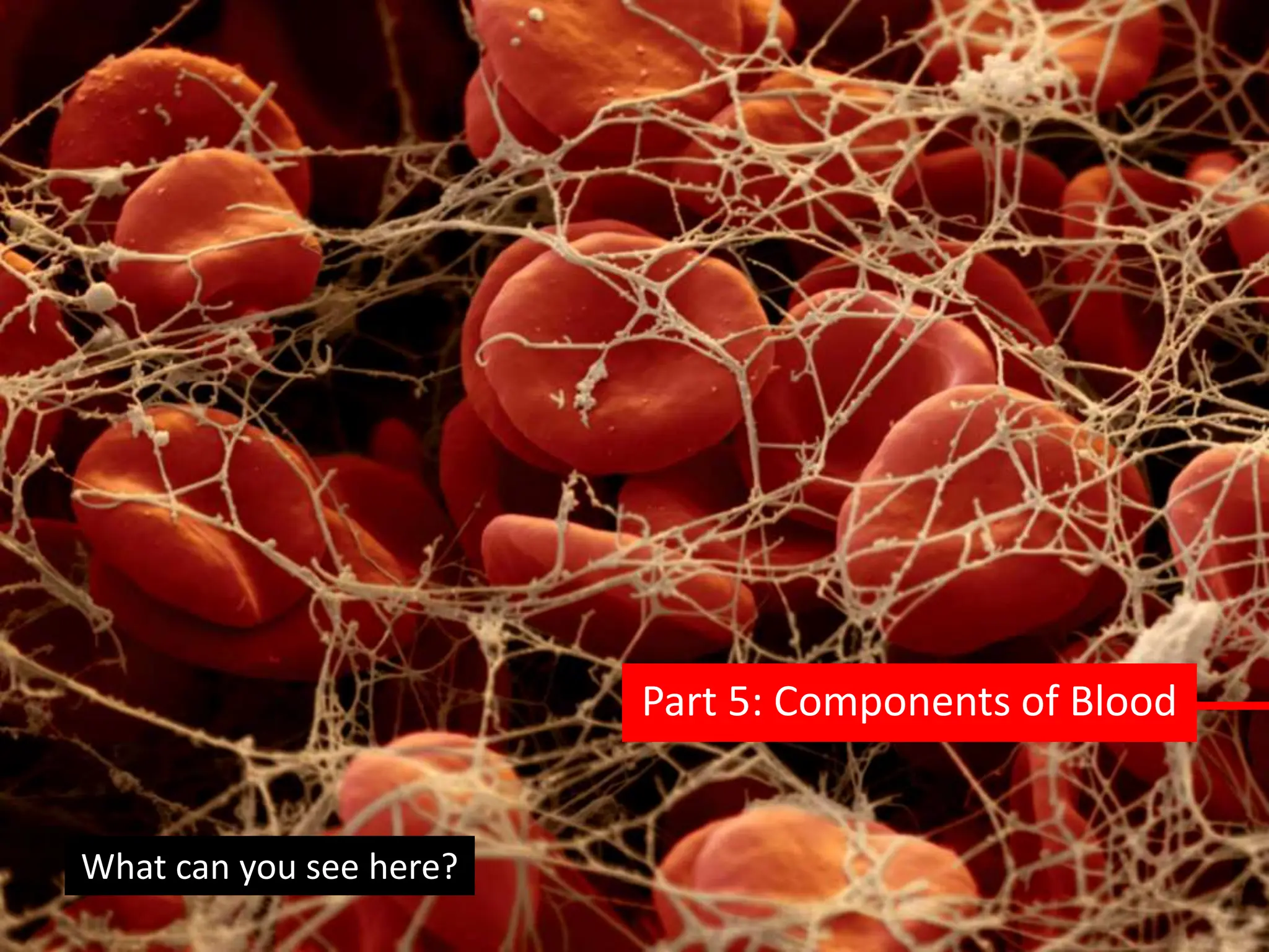Lesson-6---Components-of-Blood.ppt