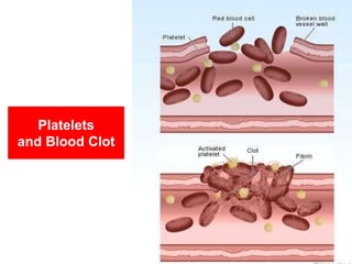 Lesson-6---Components-of-Blood.ppt