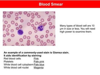 Lesson-6---Components-of-Blood.ppt