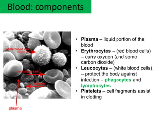 Lesson-6---Components-of-Blood.ppt