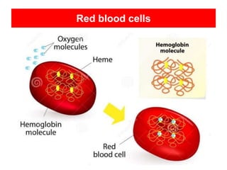 Lesson-6---Components-of-Blood.ppt