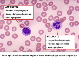 Lesson-6---Components-of-Blood.ppt