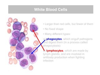 Lesson-6---Components-of-Blood.ppt