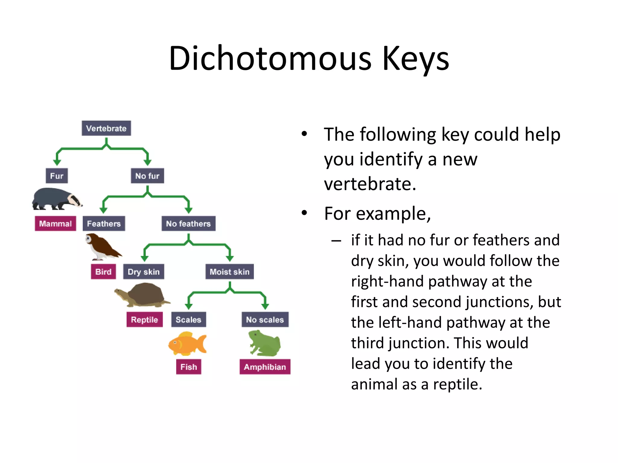 Lesson 6 making biological drawings & using keys | PPTX