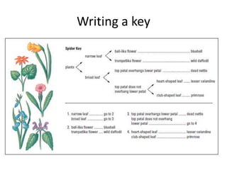 Lesson 6 making biological drawings & using keys | PPTX