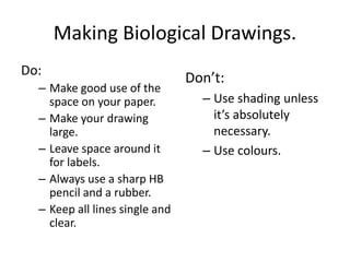 Lesson 6 making biological drawings & using keys | PPTX