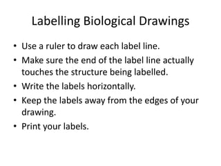 Lesson 6 making biological drawings & using keys | PPTX