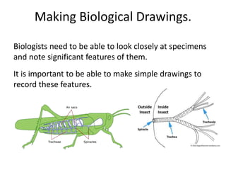 Lesson 6 making biological drawings & using keys | PPT