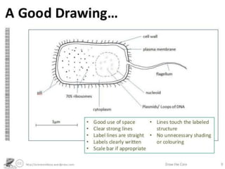 Lesson 6 making biological drawings & using keys | PPT