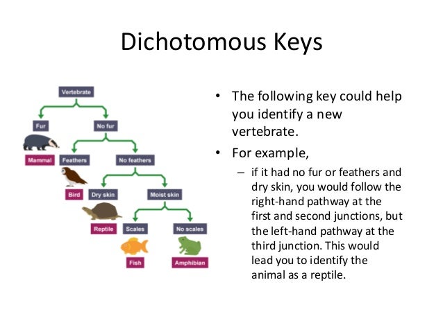 Lesson 6 making biological drawings & using keys