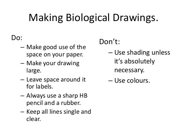 Lesson 6 making biological drawings & using keys