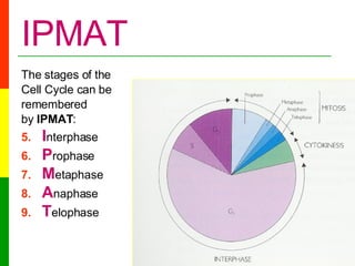 Lesson 6a The Stages Of Meiosis | PPT