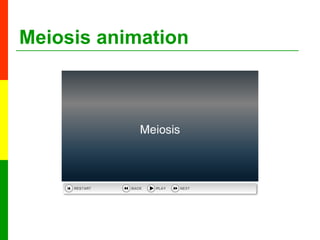 Lesson 6a The Stages Of Meiosis | PPT | Reproductive Health | Diseases ...