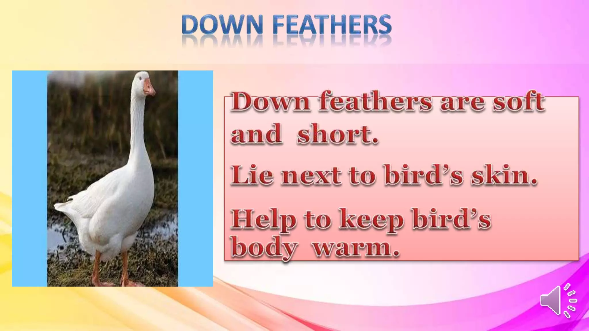 CBSE: GRADE 3 BIRDS AND THEIR BODIES | PPTX