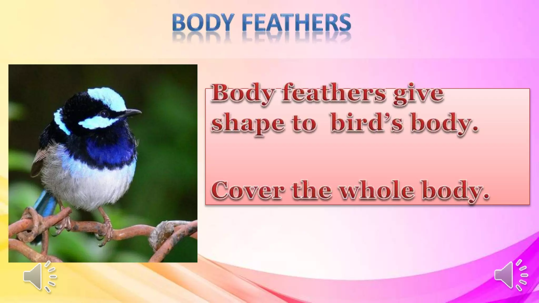CBSE: GRADE 3 BIRDS AND THEIR BODIES | PPTX