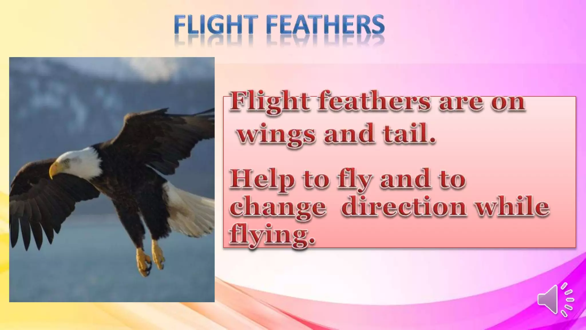 CBSE: GRADE 3 BIRDS AND THEIR BODIES | PPTX