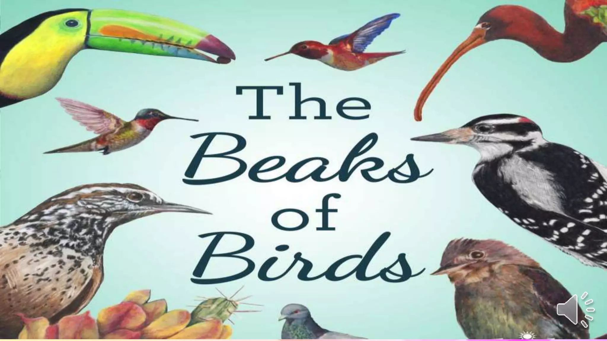 CBSE: GRADE 3 BIRDS AND THEIR BODIES | PPTX