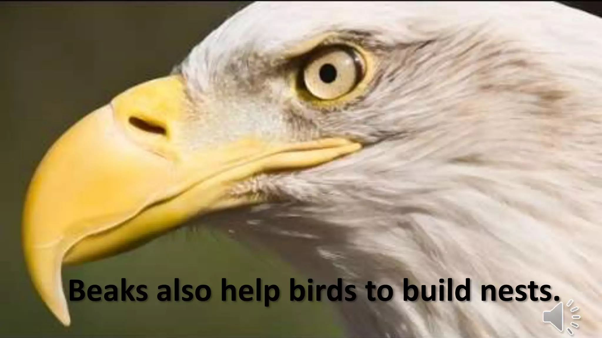 CBSE: GRADE 3 BIRDS AND THEIR BODIES | PPTX