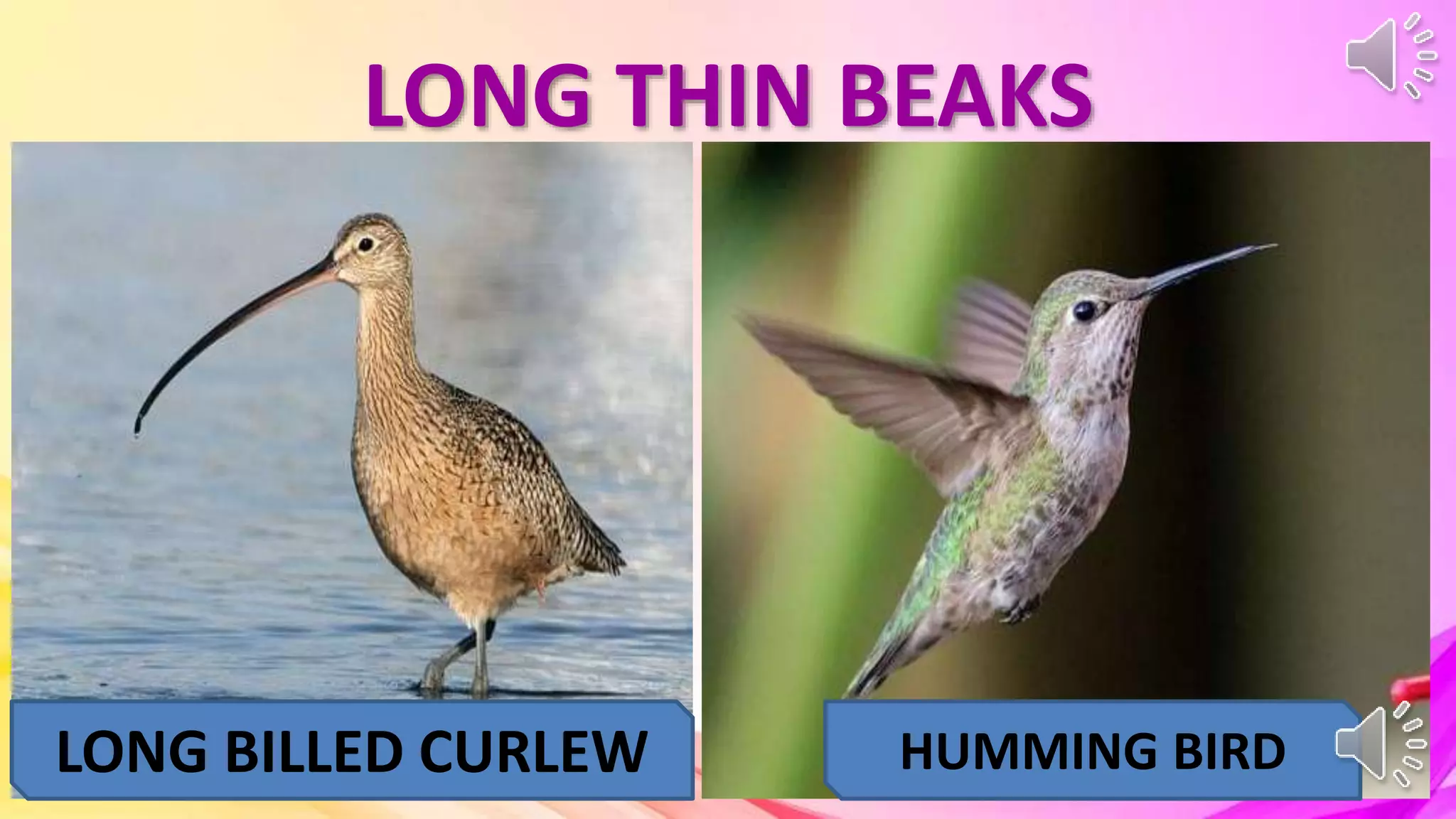 CBSE: GRADE 3 BIRDS AND THEIR BODIES | PPTX