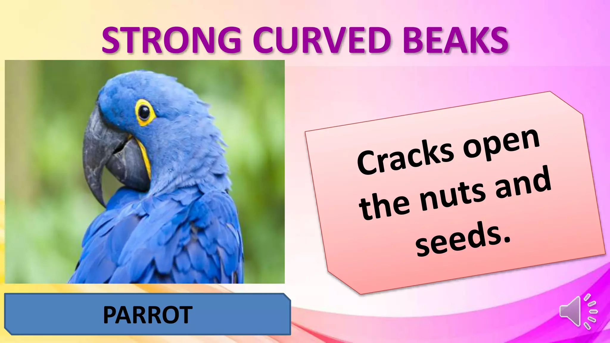 CBSE: GRADE 3 BIRDS AND THEIR BODIES | PPTX