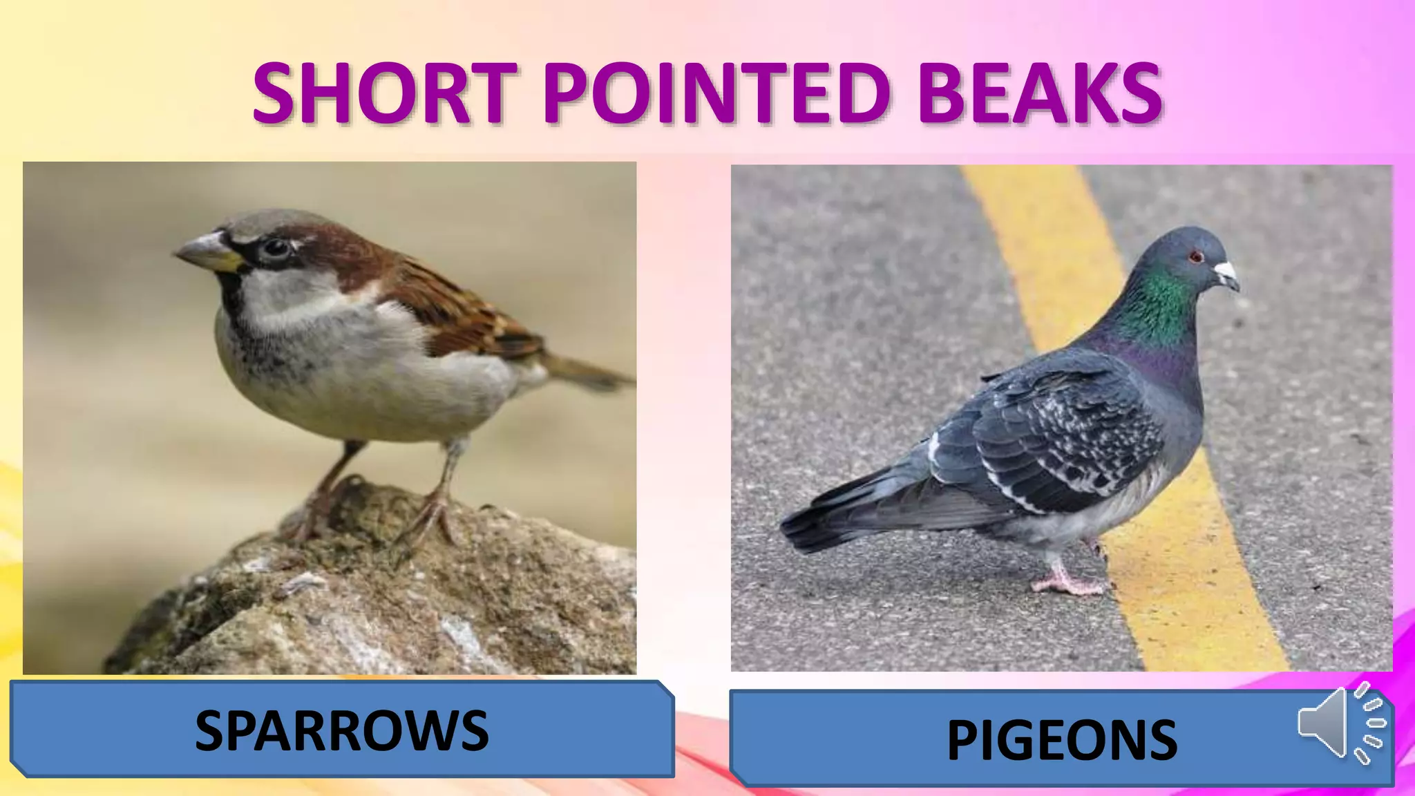CBSE: GRADE 3 BIRDS AND THEIR BODIES | PPTX