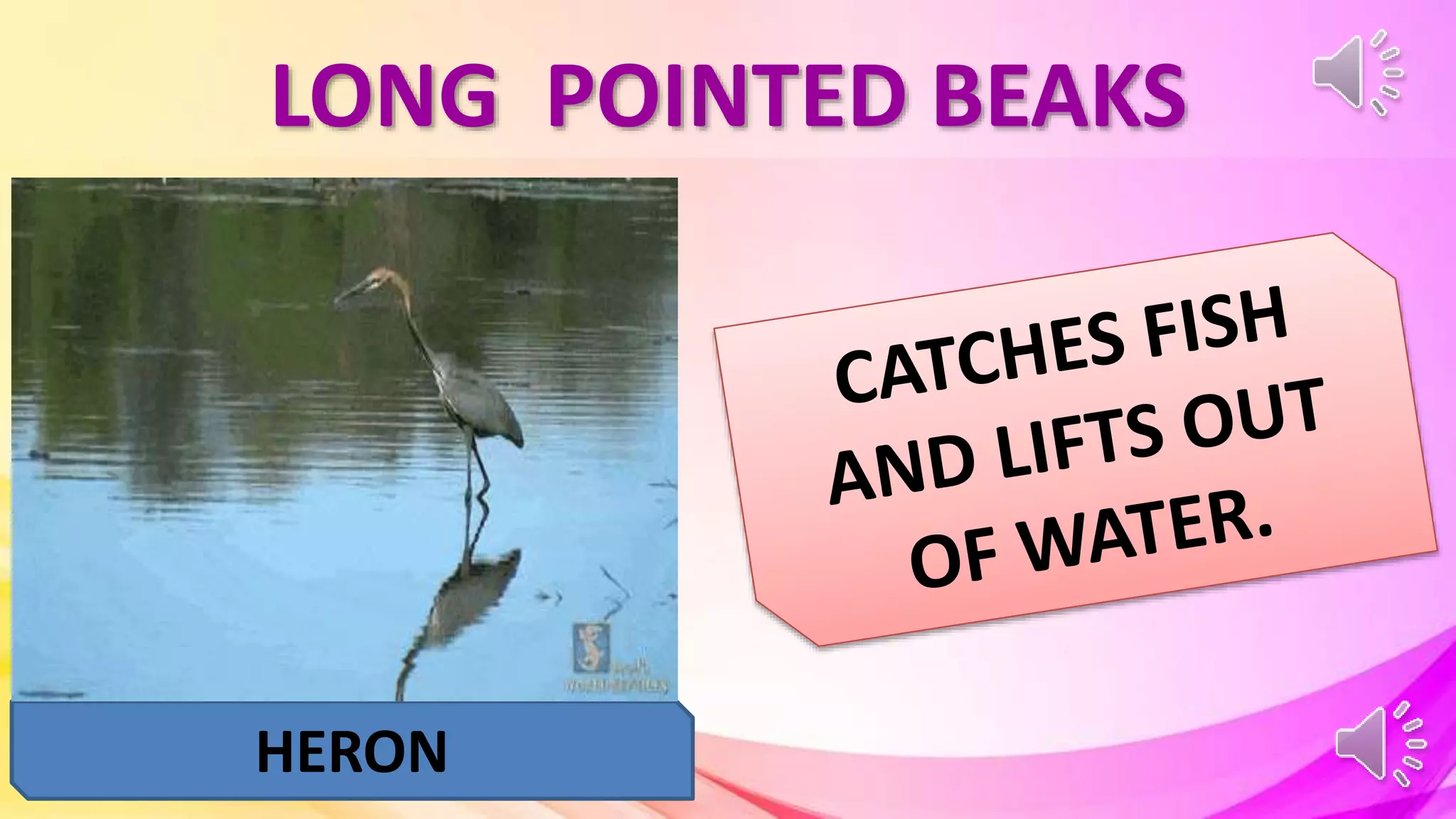CBSE: GRADE 3 BIRDS AND THEIR BODIES | PPTX