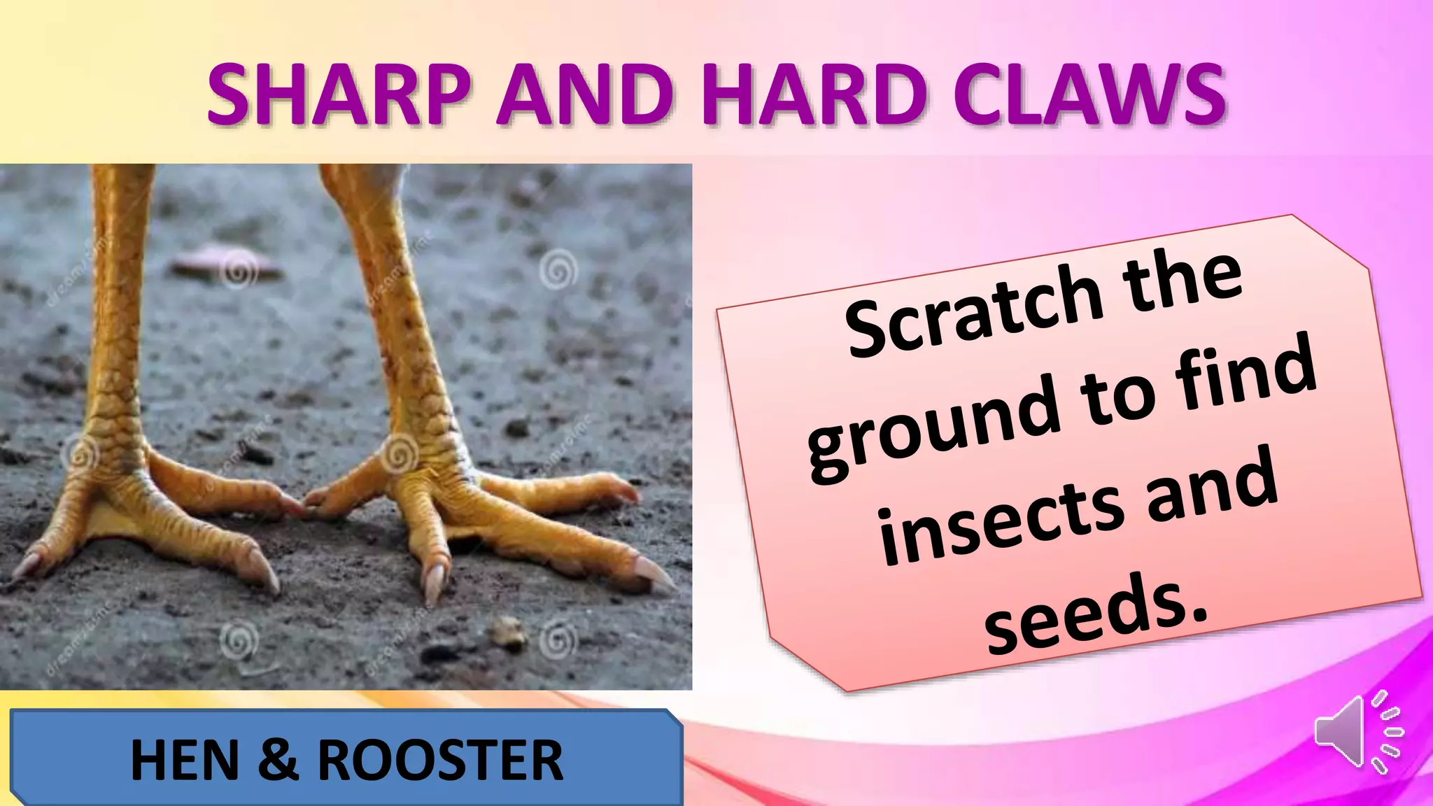 CBSE: GRADE 3 BIRDS AND THEIR BODIES | PPTX