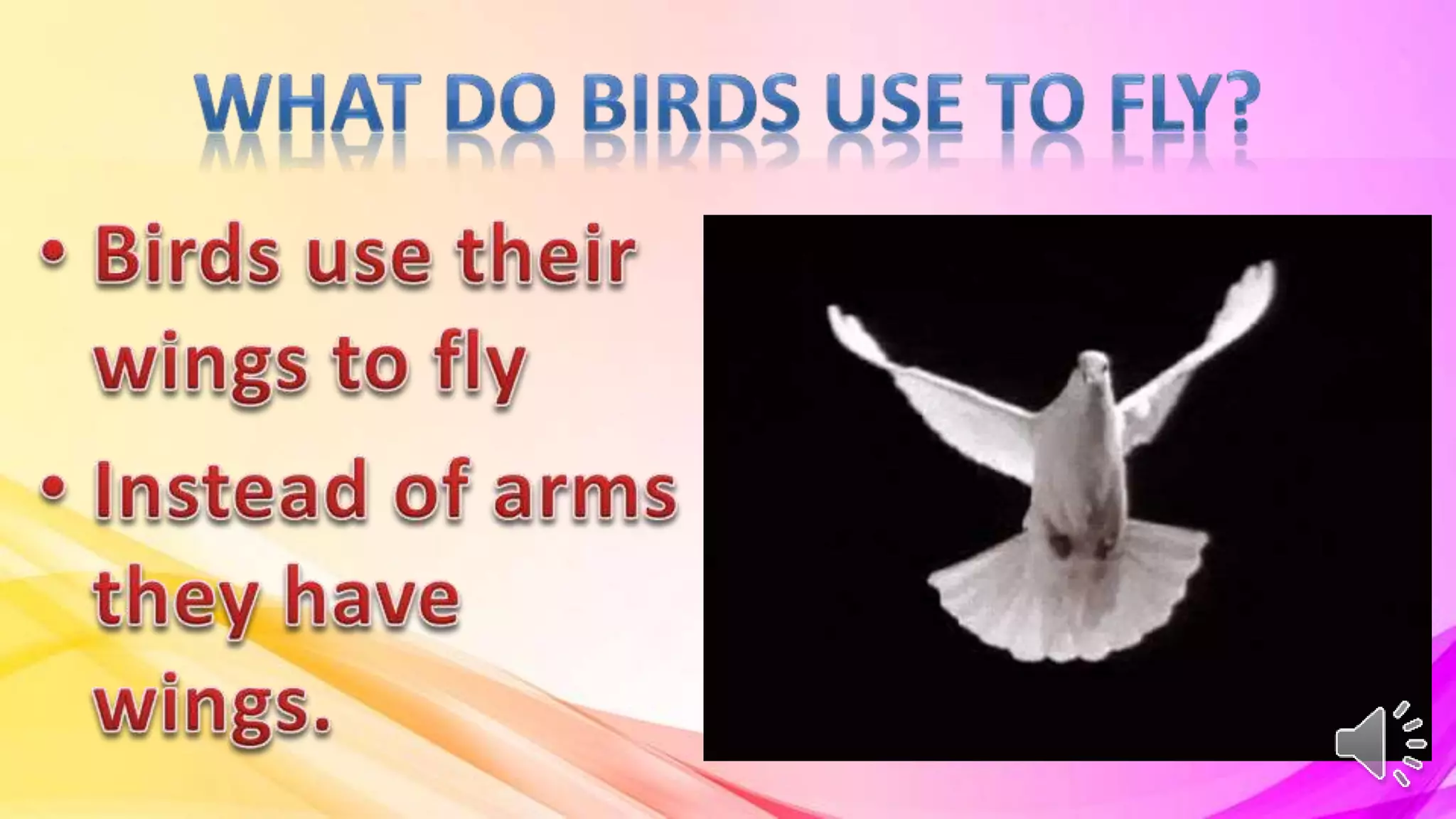 CBSE: GRADE 3 BIRDS AND THEIR BODIES | PPTX