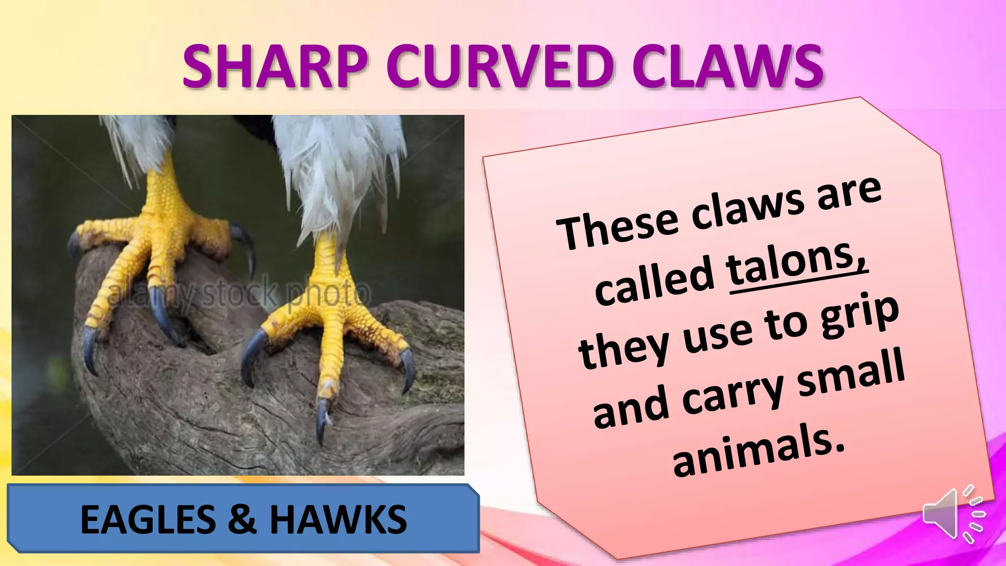 CBSE: GRADE 3 BIRDS AND THEIR BODIES | PPTX