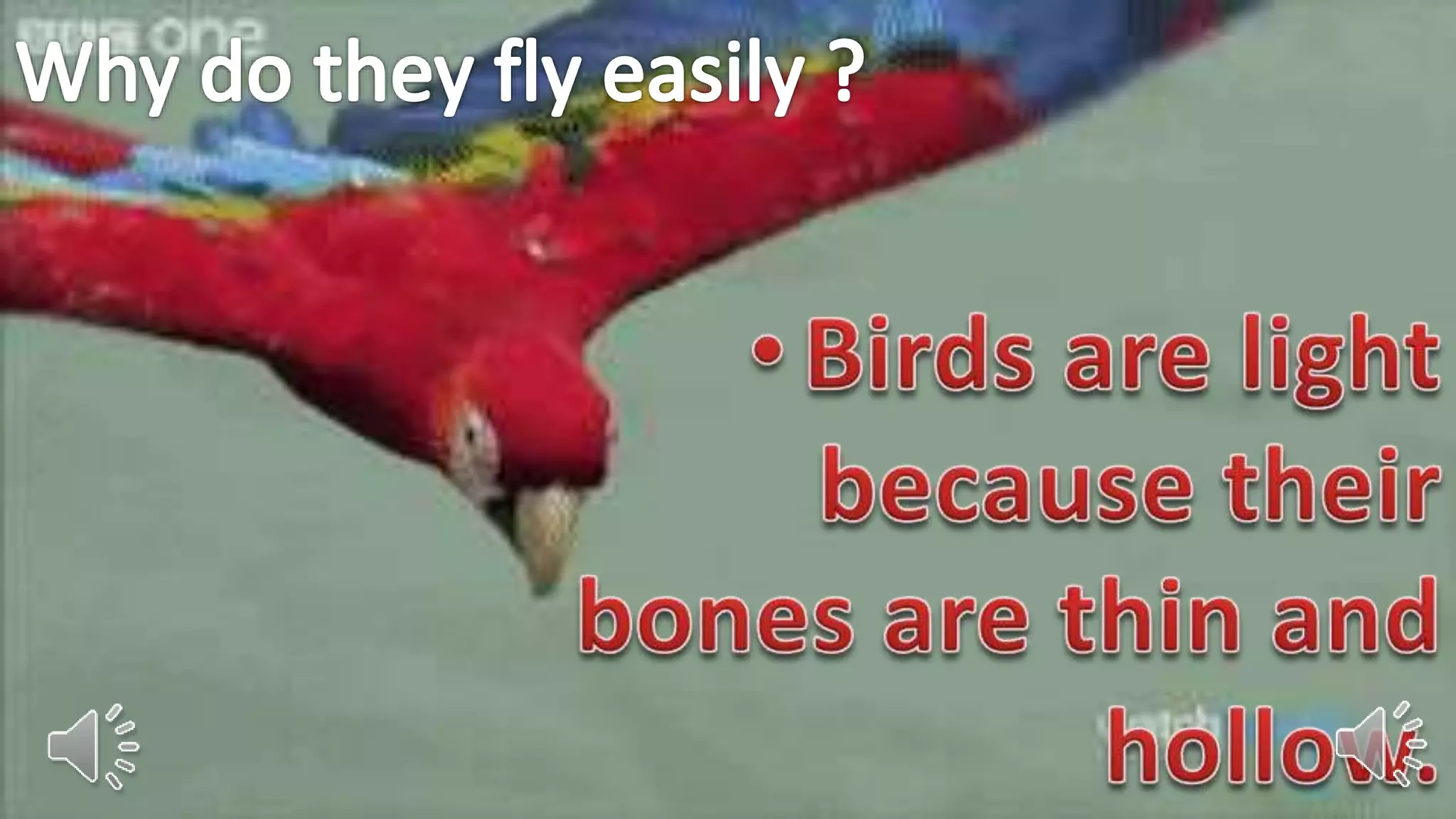 CBSE: GRADE 3 BIRDS AND THEIR BODIES | PPTX