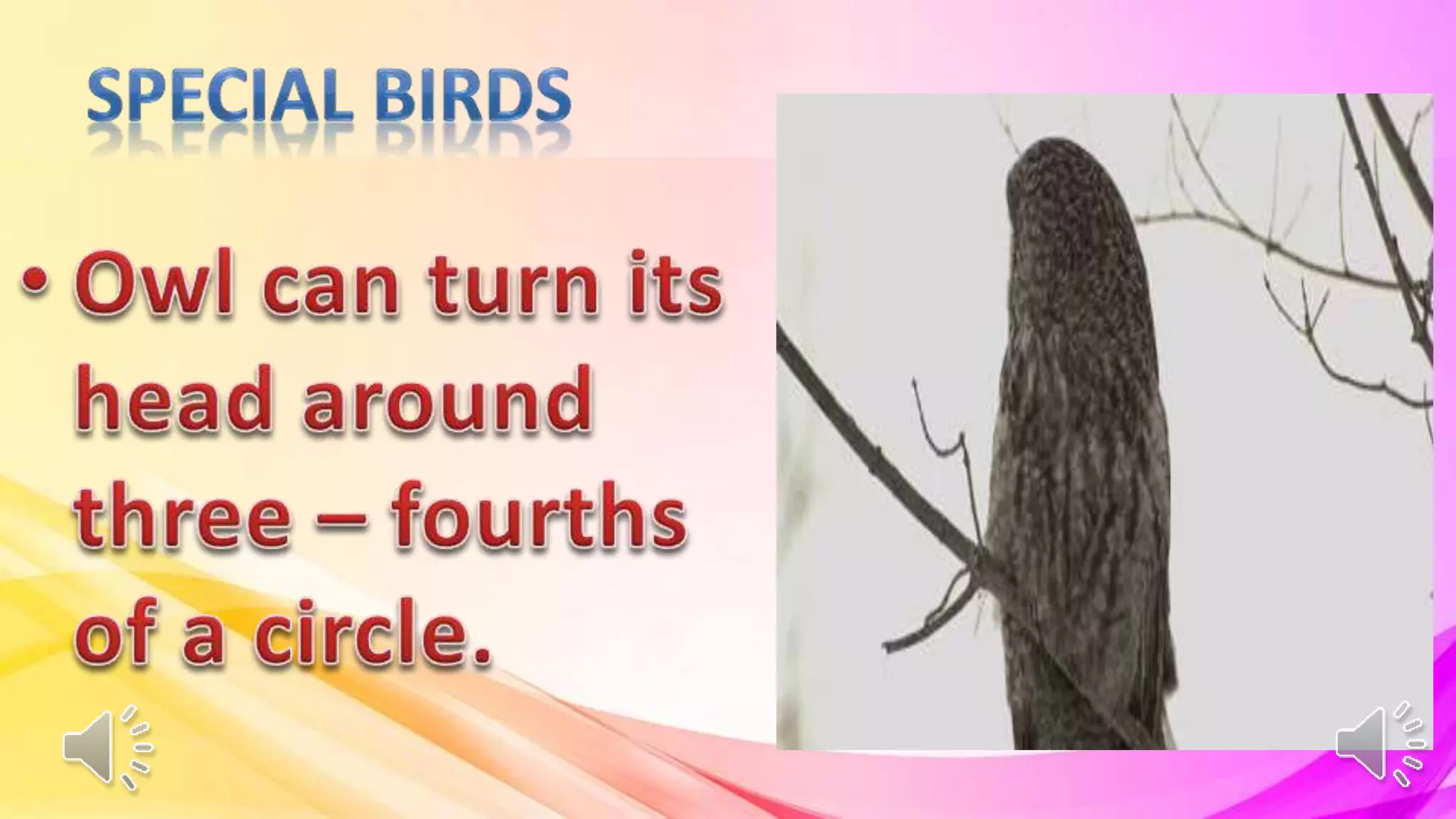 CBSE: GRADE 3 BIRDS AND THEIR BODIES | PPTX