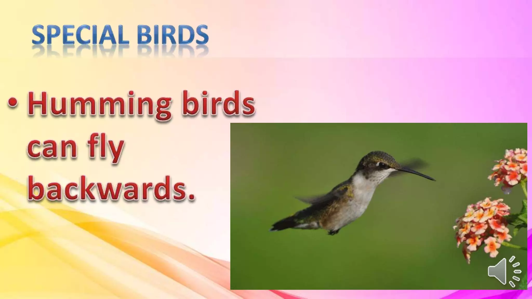 CBSE: GRADE 3 BIRDS AND THEIR BODIES | PPTX