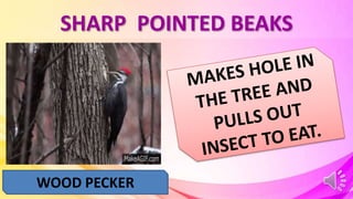 CBSE: GRADE 3 BIRDS AND THEIR BODIES | PPTX