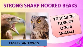 CBSE: GRADE 3 BIRDS AND THEIR BODIES | PPTX