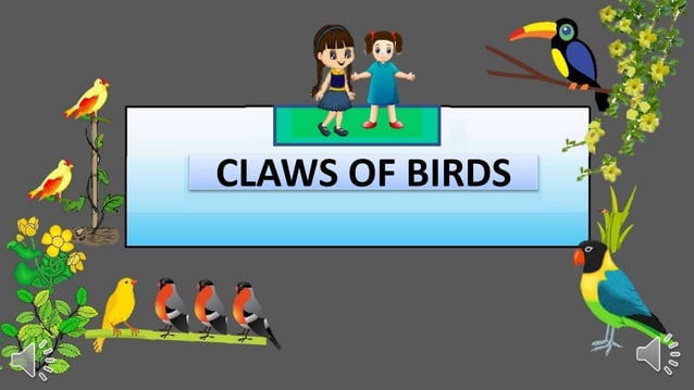 CBSE: GRADE 3 BIRDS AND THEIR BODIES | PPTX