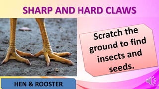 CBSE: GRADE 3 BIRDS AND THEIR BODIES | PPTX