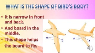 CBSE: GRADE 3 BIRDS AND THEIR BODIES | PPTX