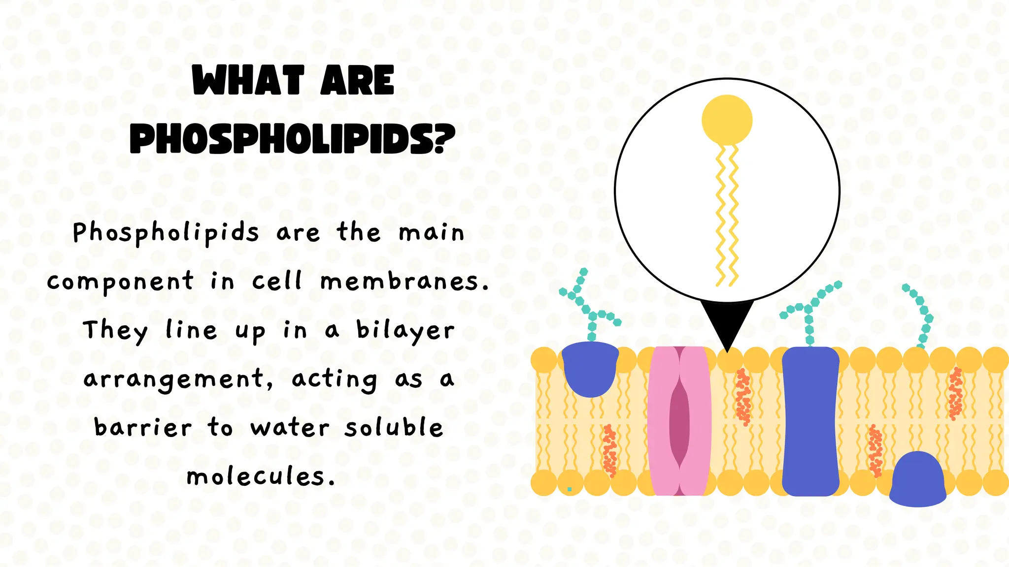 Lesson-7-Cell-membrane-structure for G11 | PDF