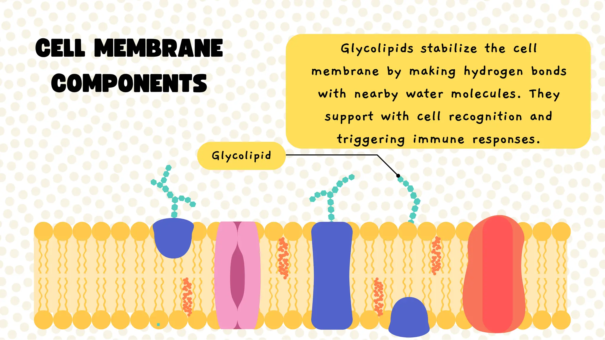 Lesson-7-Cell-membrane-structure for G11 | PDF