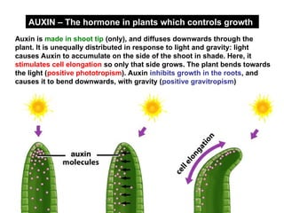 Lesson-7---Tropisms PowerPoint Presentation | PPT