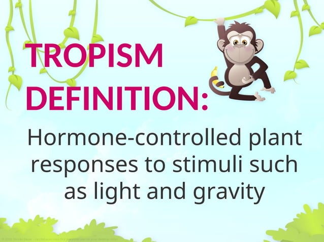 Lesson-7---Tropisms PowerPoint Presentation | PPT